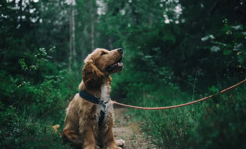 Winter Care Tips Every Dog Owner Should Know